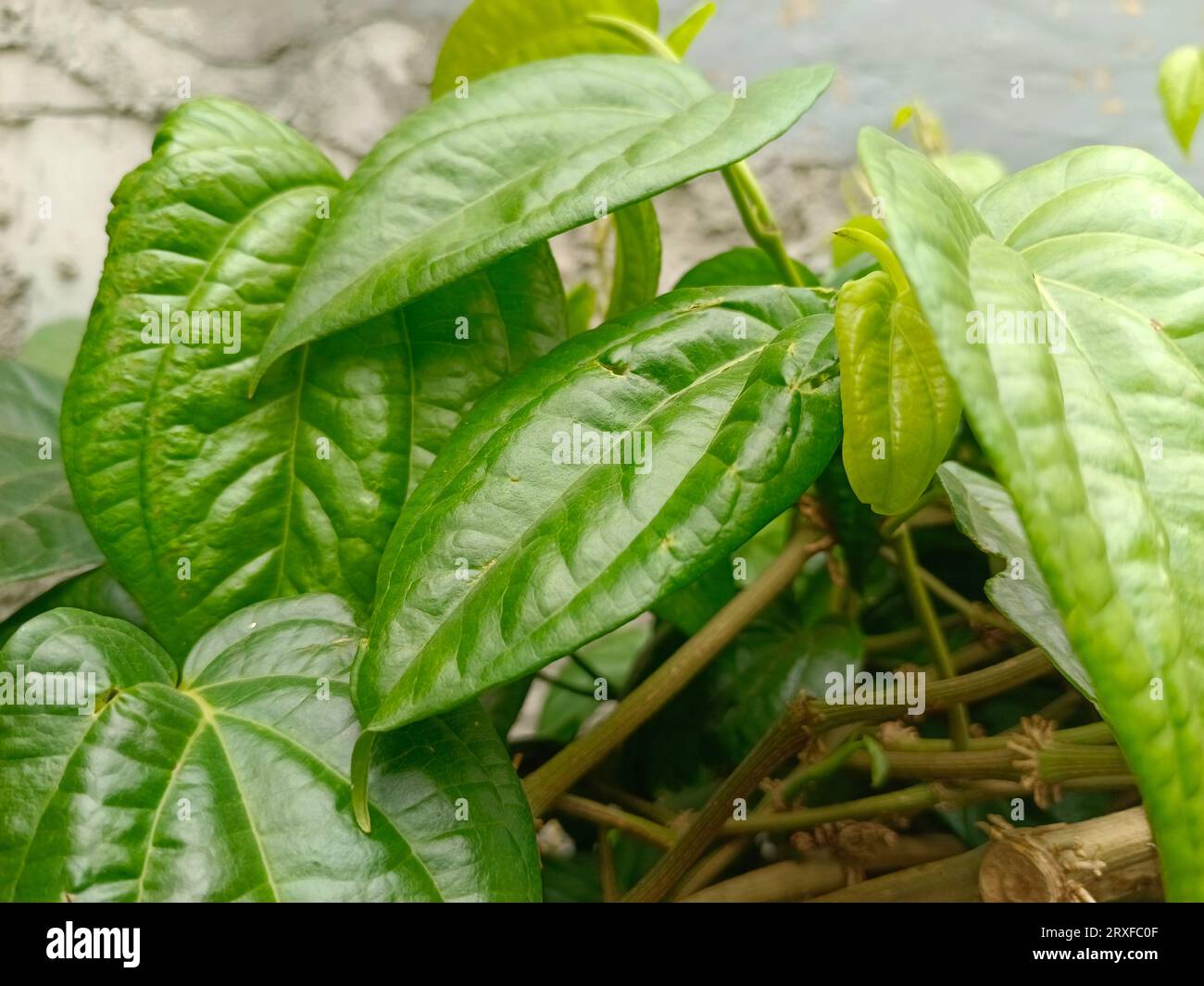 Betel leaves are rich in health benefits, usually these leaves are used ...