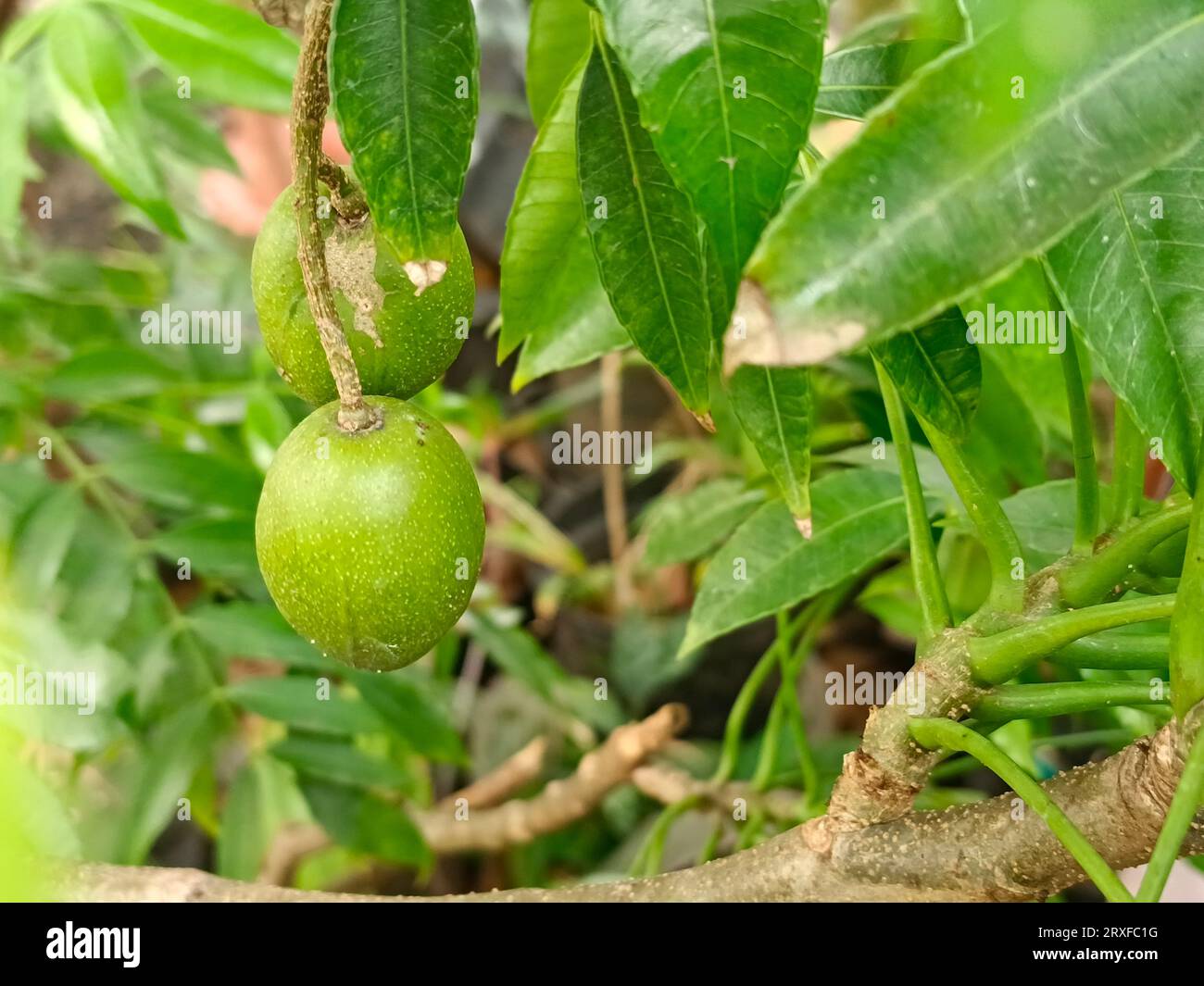 Fruit salad plant hi-res stock photography and images - Alamy