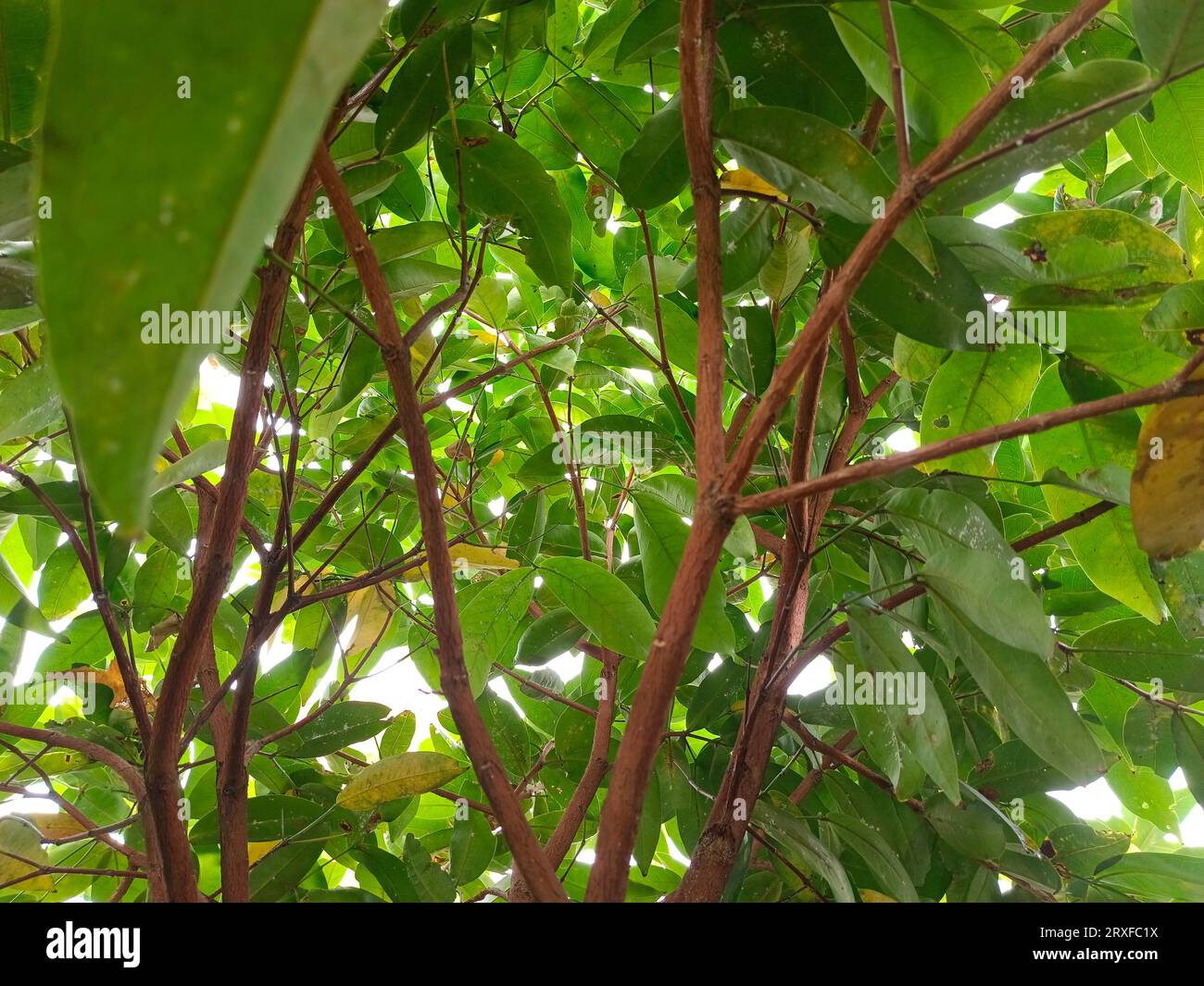 Pohon jambu hi-res stock photography and images - Alamy