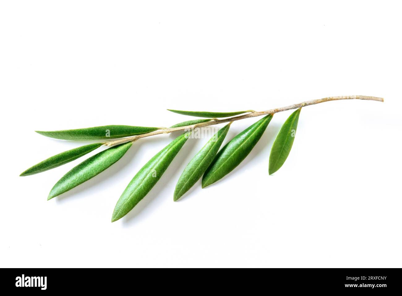 Olive tree branch with green leaves, isolated on a white background ...