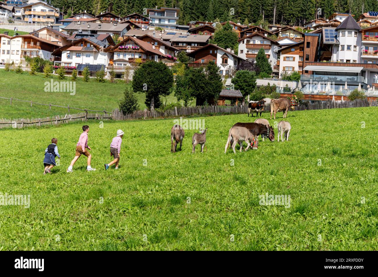 Children in Tyrolean costume chasing donkeys, Almabtrieb in Südtirol ...