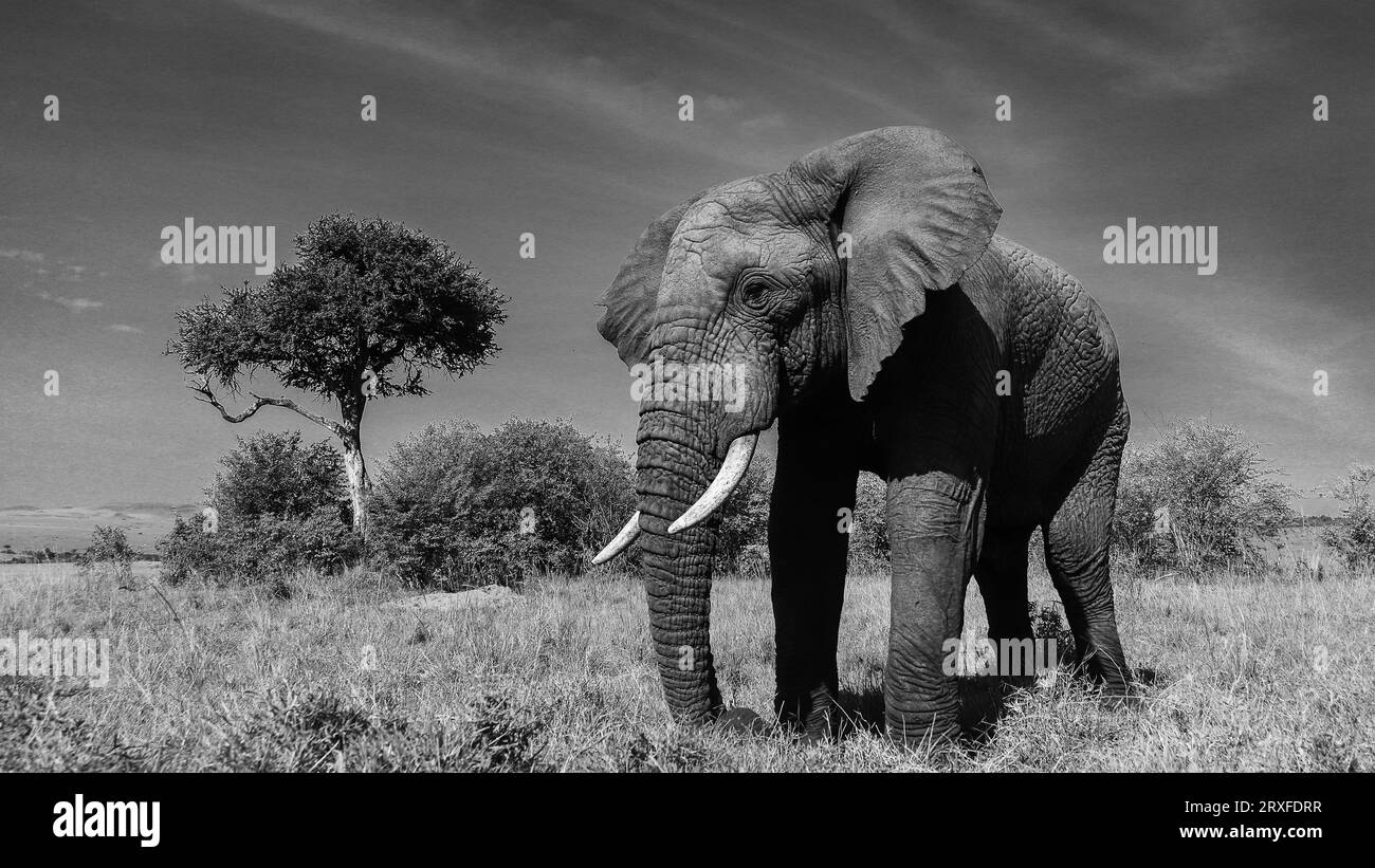 African ellies hi-res stock photography and images - Alamy