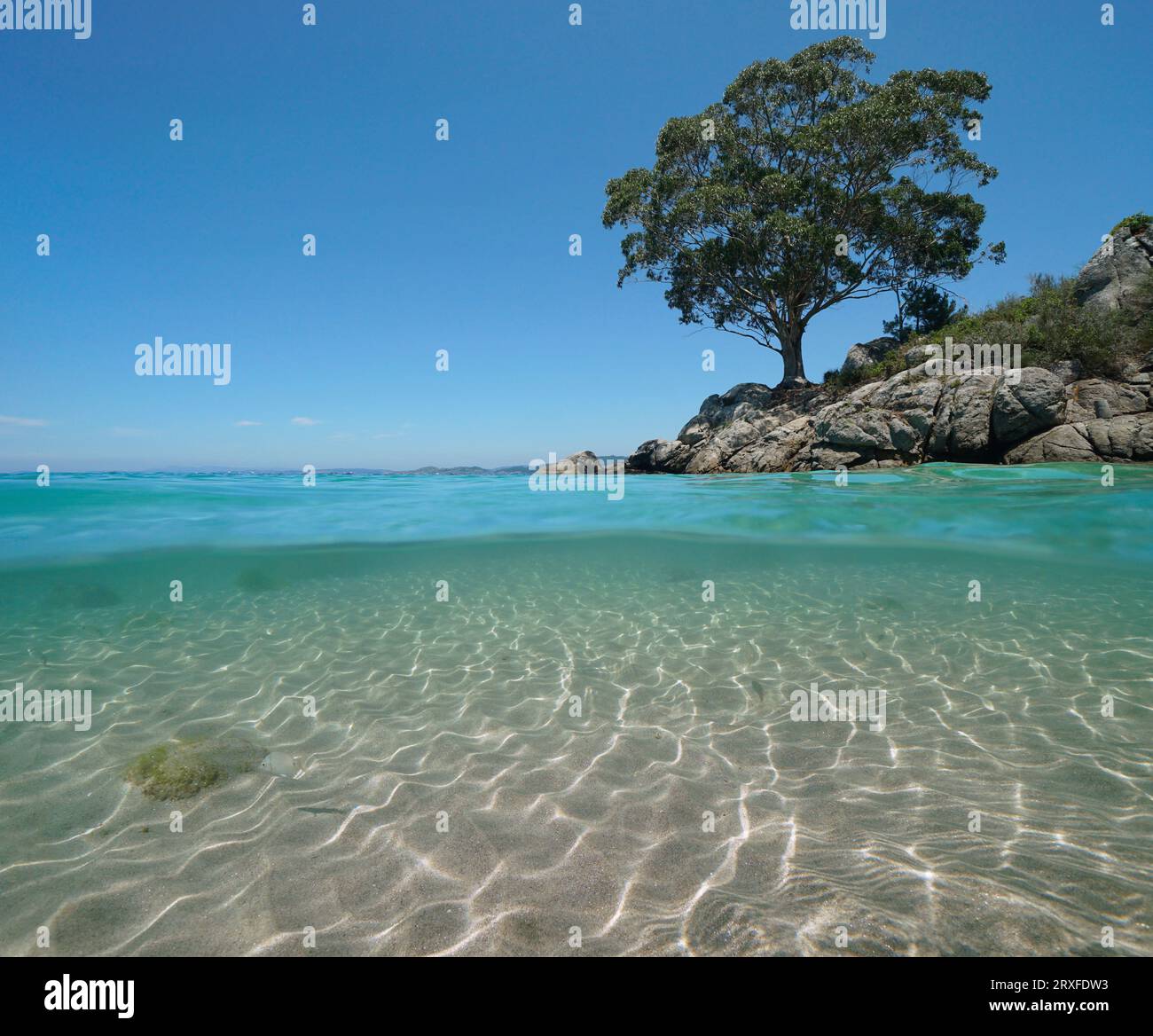 Sand underwater and an eucalyptus tree on a rocky sea shore, Atlantic ...