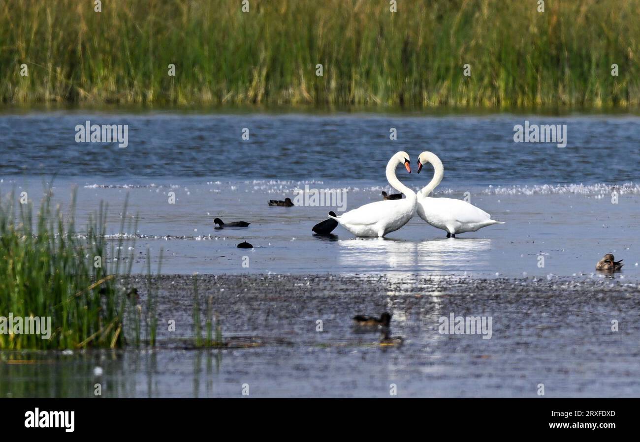 Migratory birds birds management hi-res stock photography and images ...