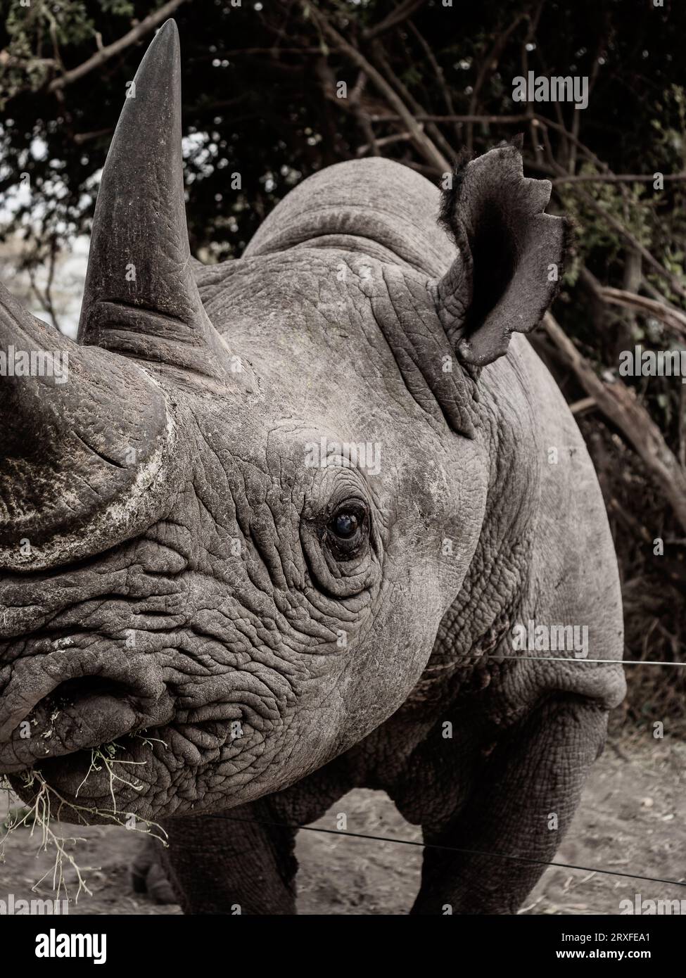 African ellies hi-res stock photography and images - Alamy