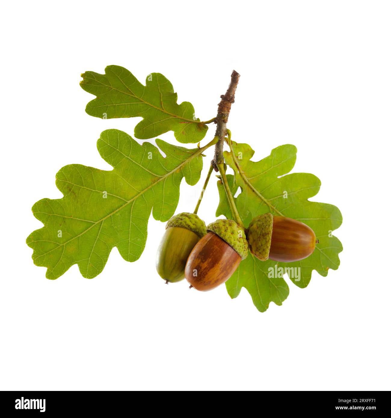 Acorns with oak leaf isolated on white background Stock Photo - Alamy