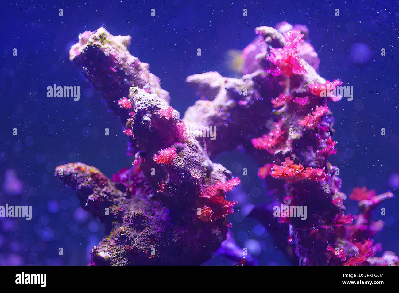 Сoral reef in the deep blue ocean. Underwater world of coral Stock ...