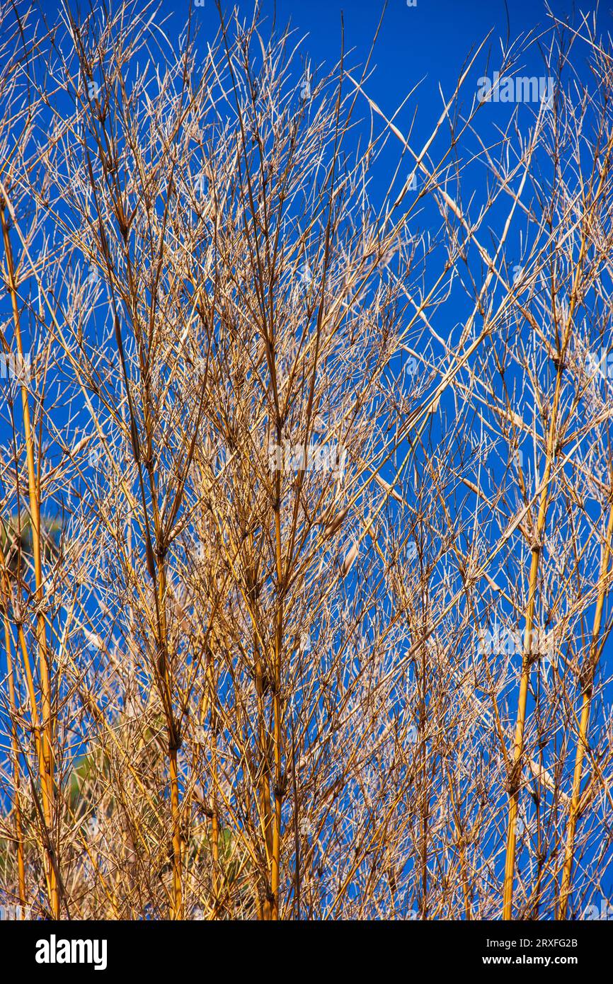 Bamboo tree at plaza in Mercer Arboretum and Botanical Gardens in ...