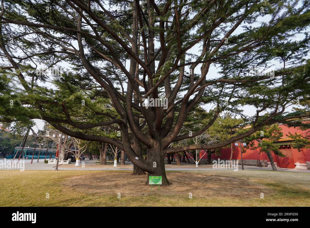 Pine trees in Imperial Ancestral Temple Stock Photo - Alamy