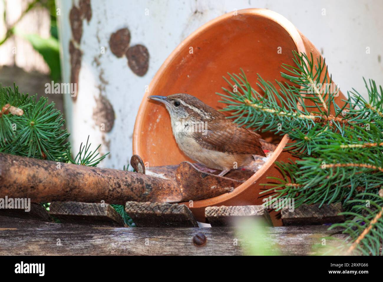 Common species of wren hi-res stock photography and images - Alamy