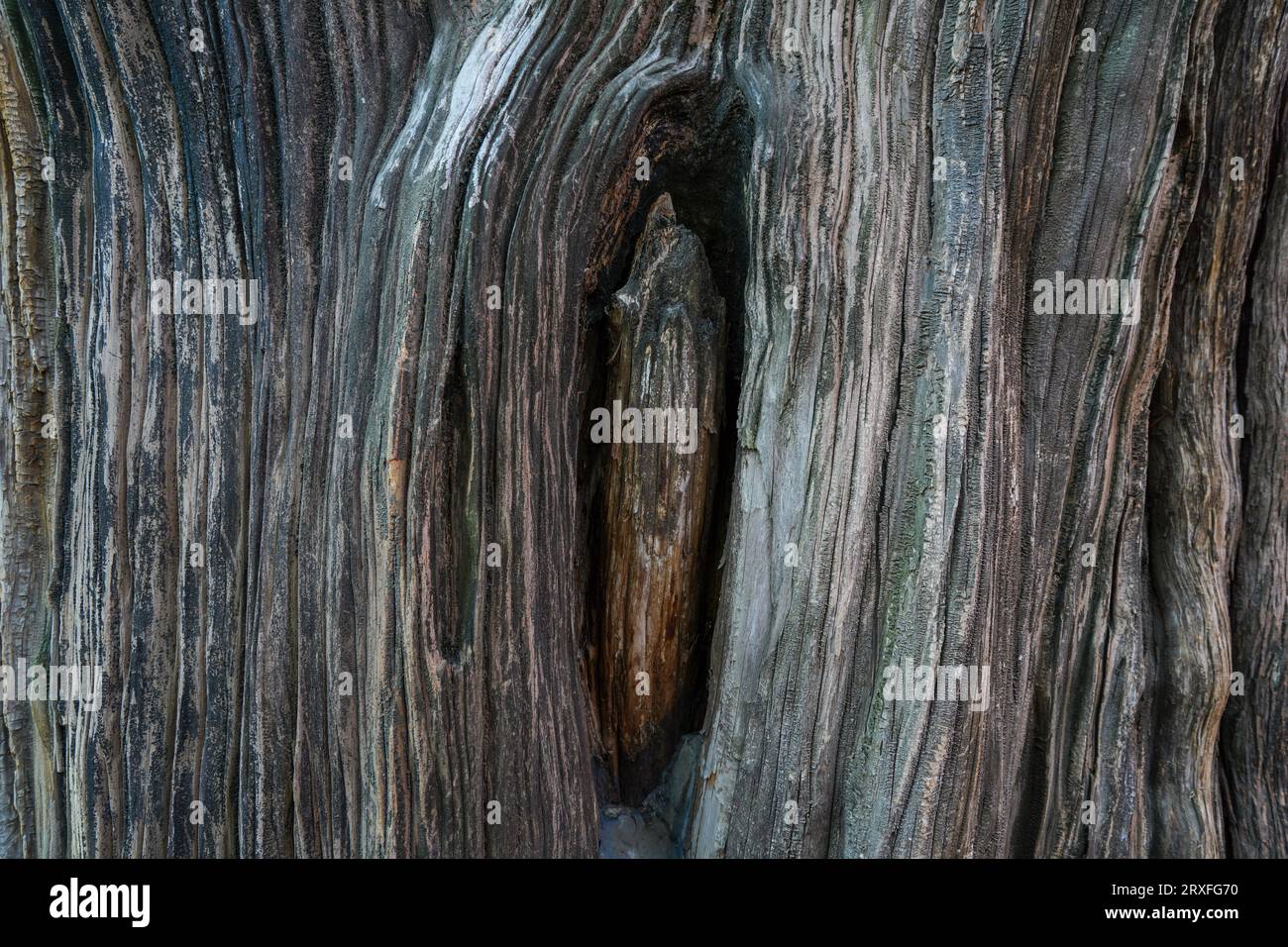 Platycladus orientalis texture, close-up photo Stock Photo - Alamy
