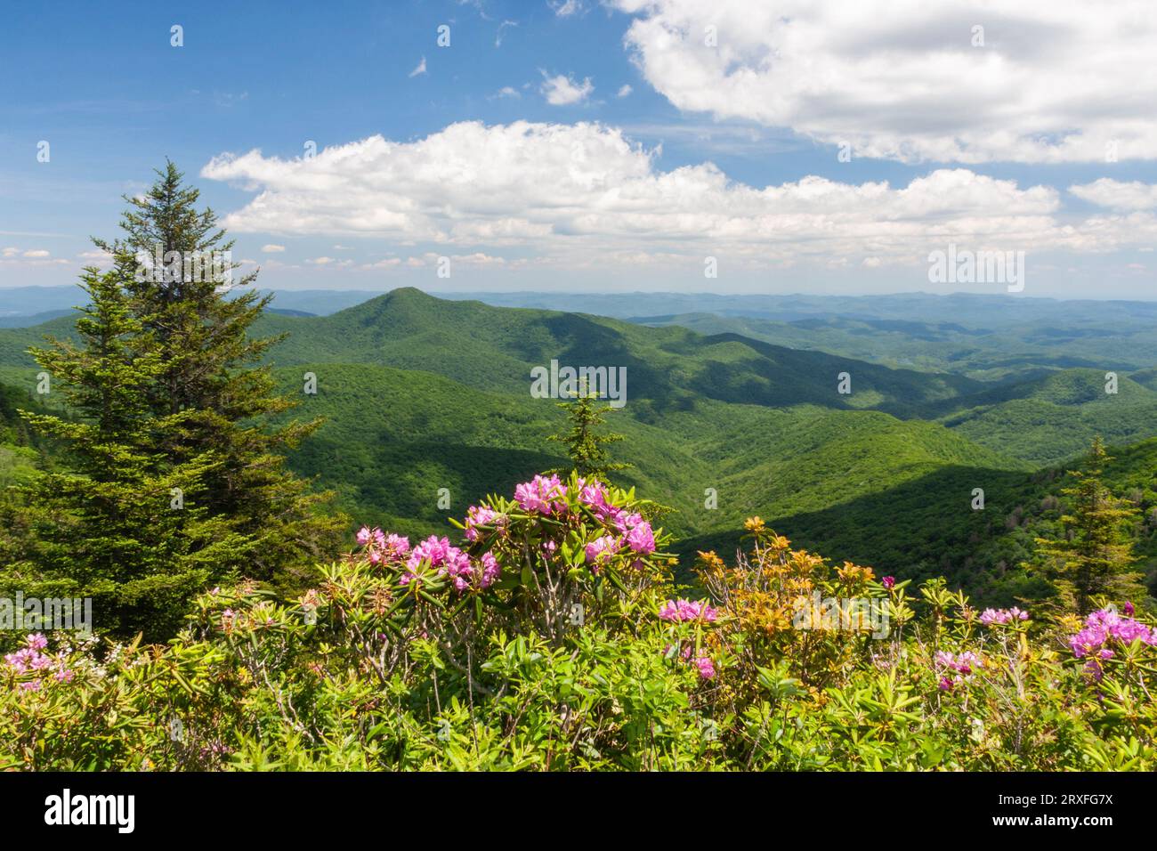 Catawba Rhododendron, Rhododendron catawbiense, along the Blue Ridge ...