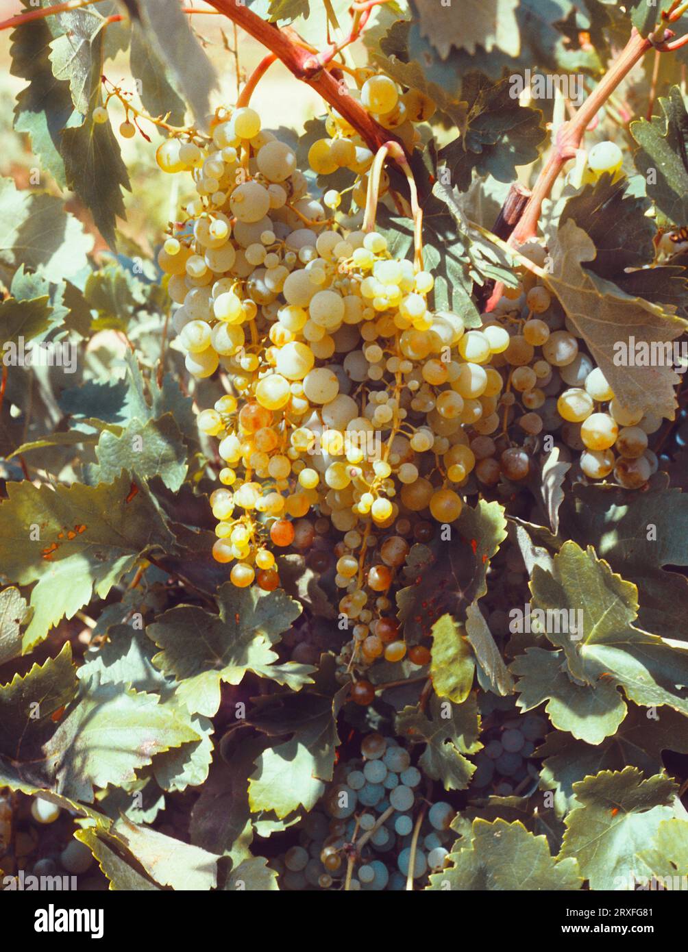 Grapes on the vine. Wine Spain, Cuenca, Ripe white grapes hanging on ...