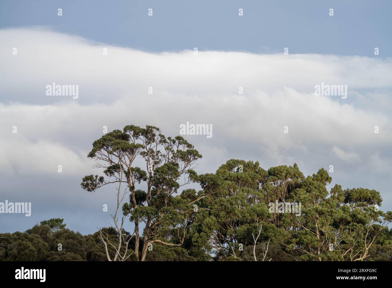 red gum tree branches in australia Stock Photo - Alamy