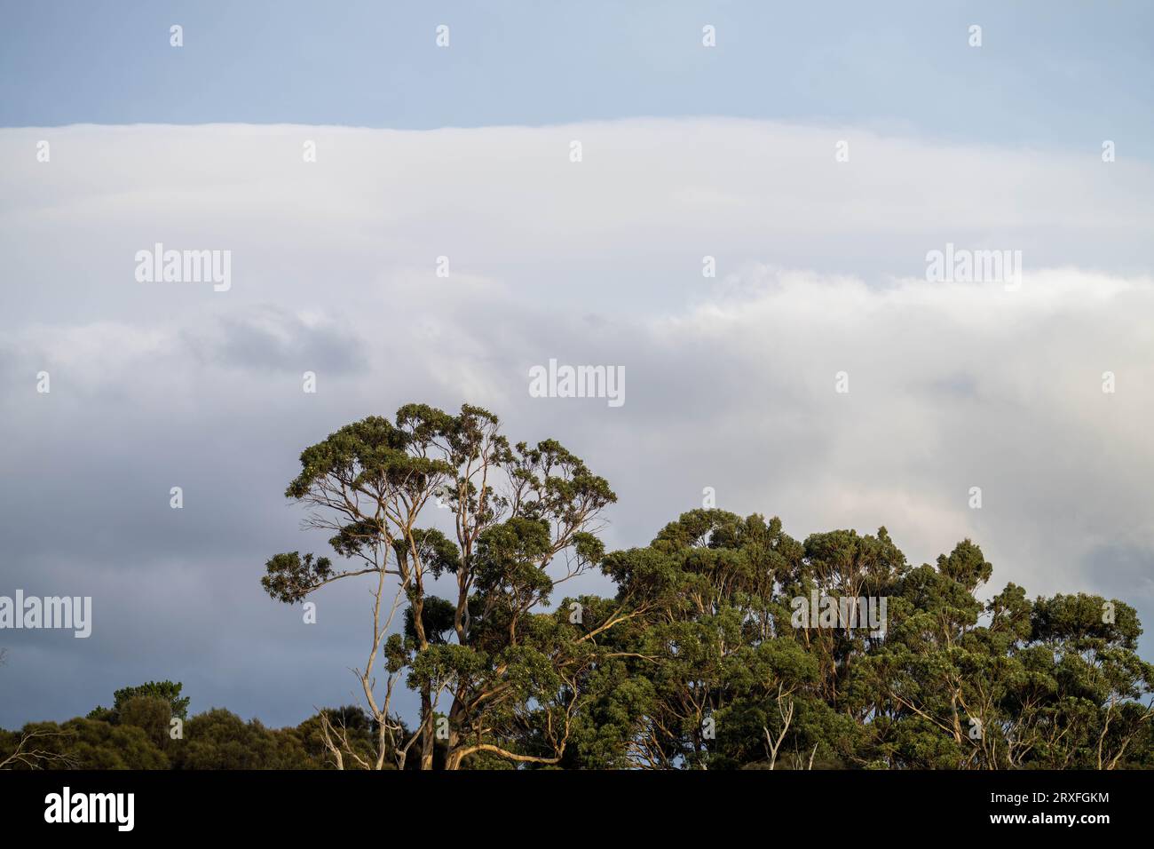 red gum tree branches in australia Stock Photo - Alamy