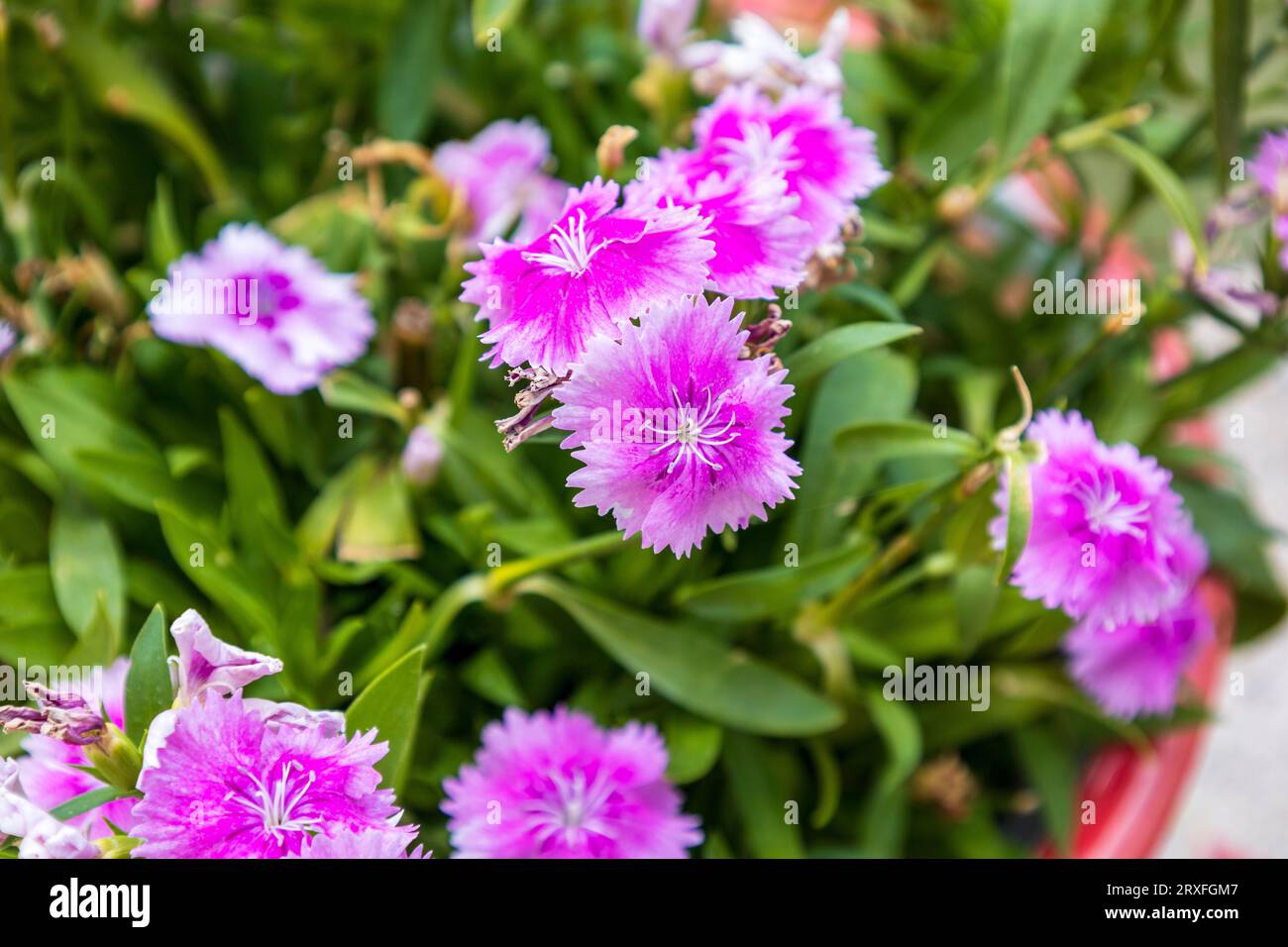 Dianthus chinensis, Chinese-Pink Flowers Stock Photo - Alamy
