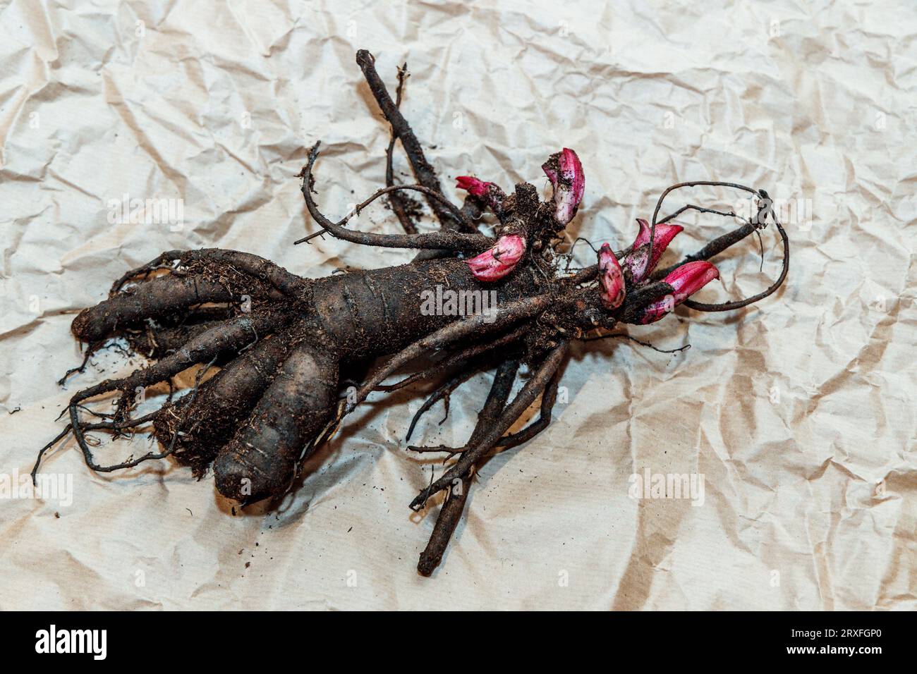 Planting peony bartzella roots into the ground Stock Photo - Alamy