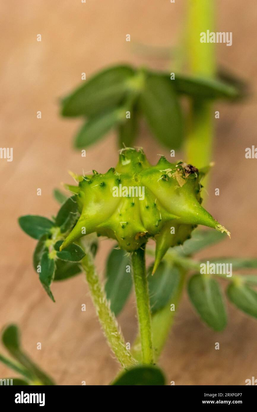 Tribulus terrestris, Devils thorn Seed Stock Photo - Alamy