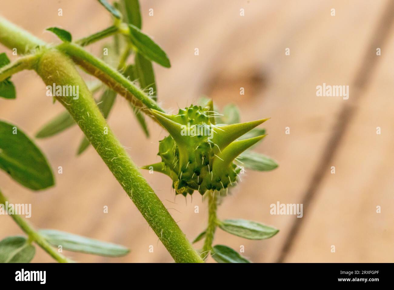 Tribulus terrestris, Devils thorn Seed Stock Photo - Alamy