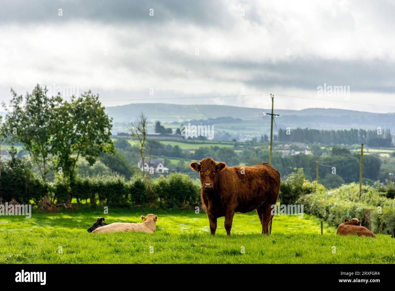 Cattle in a farm field near Doagh, County Antrim, Northern Ireland ...