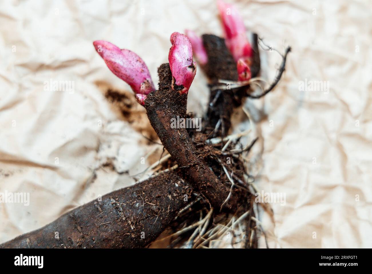 Planting peony bartzella roots into the ground Stock Photo - Alamy