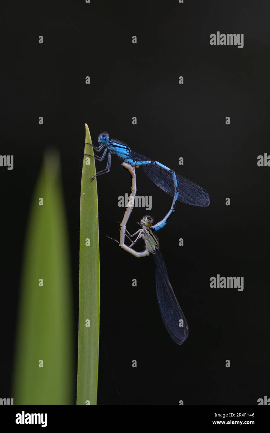 Common Blue Damselfly aka Common Bluet (Enallagma cyathigerum) copulate ...