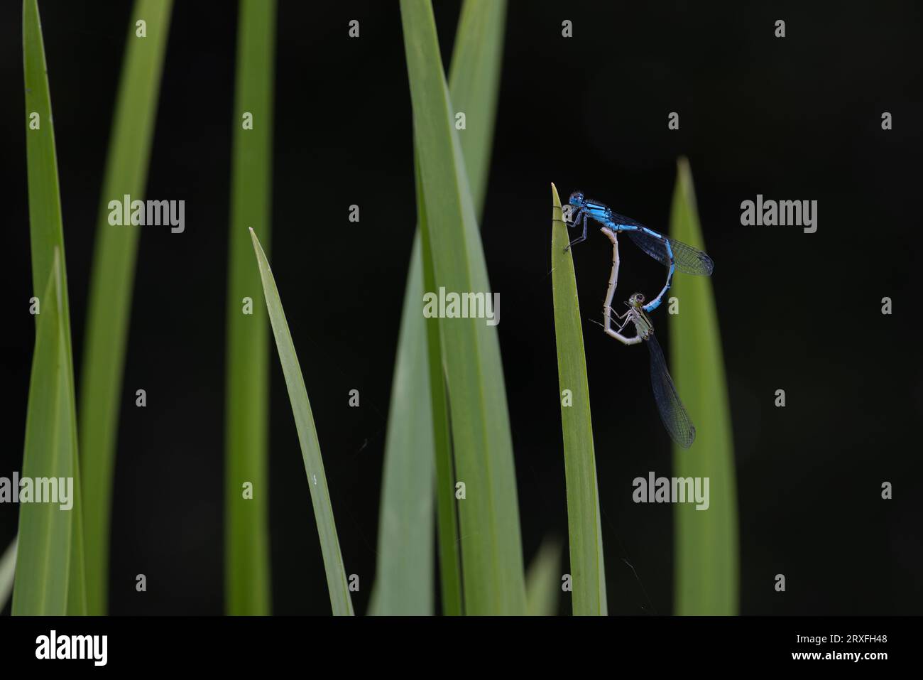 Common Blue Damselfly aka Common Bluet (Enallagma cyathigerum) copulate ...
