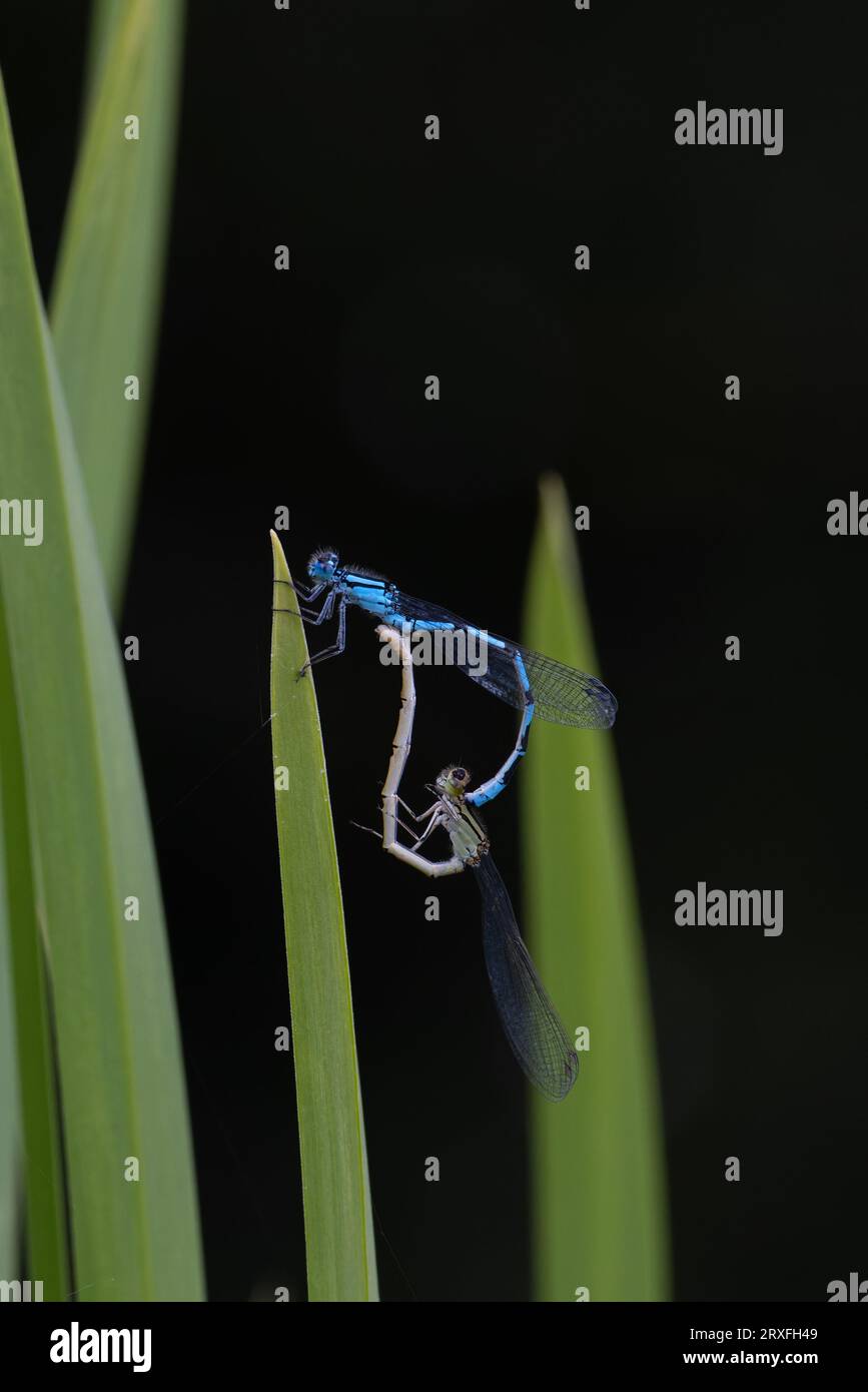 Common Blue Damselfly aka Common Bluet (Enallagma cyathigerum) copulate ...