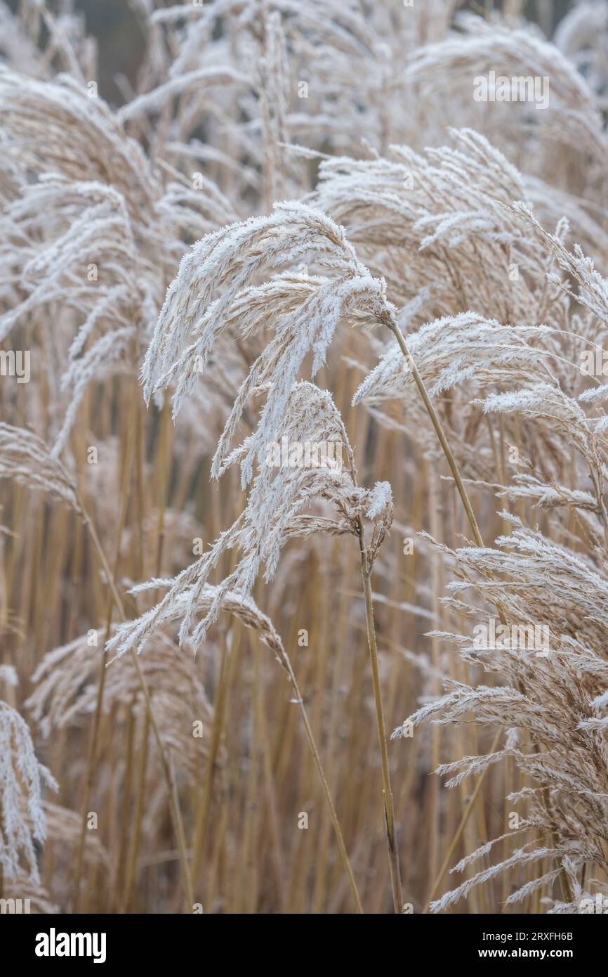 Miscanthus sinensis Ferner Osten, ornamental grass, Japanese silver ...