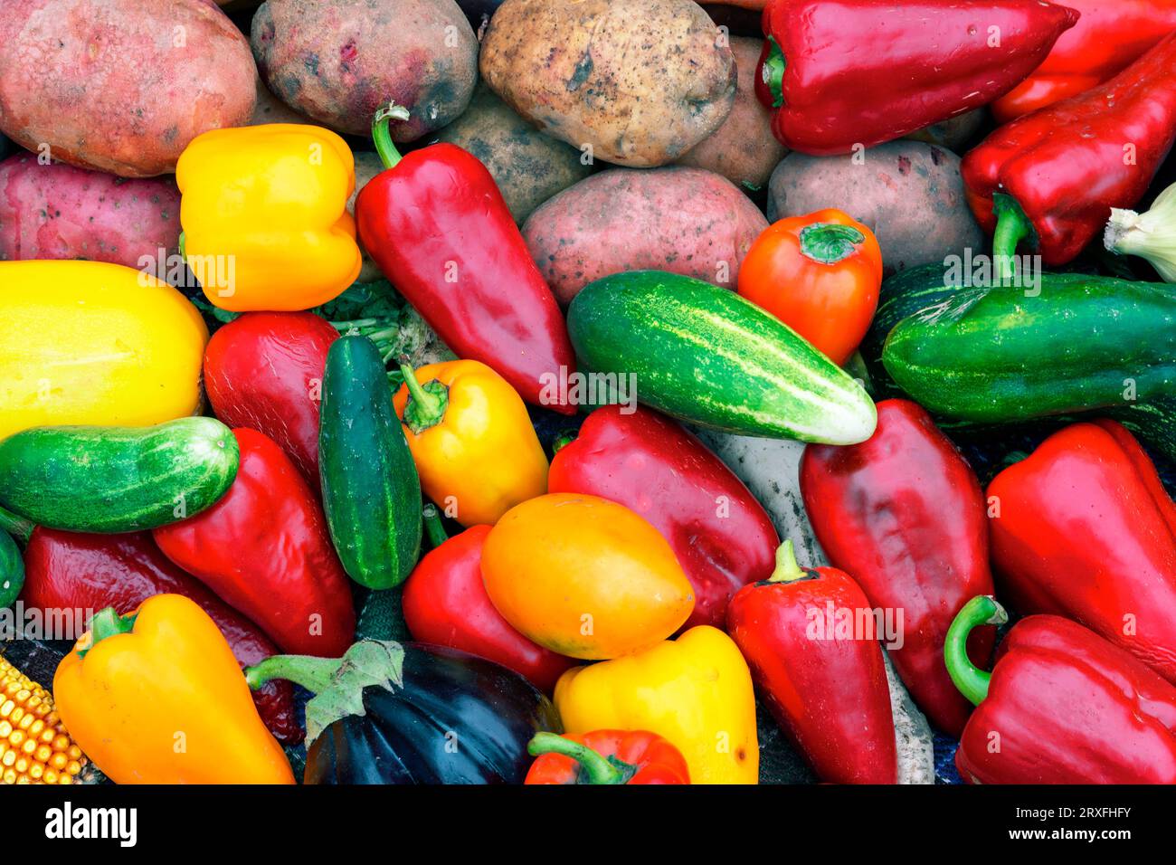 a lot of different vegetables. Harvest of vegetables. Concept Products ...