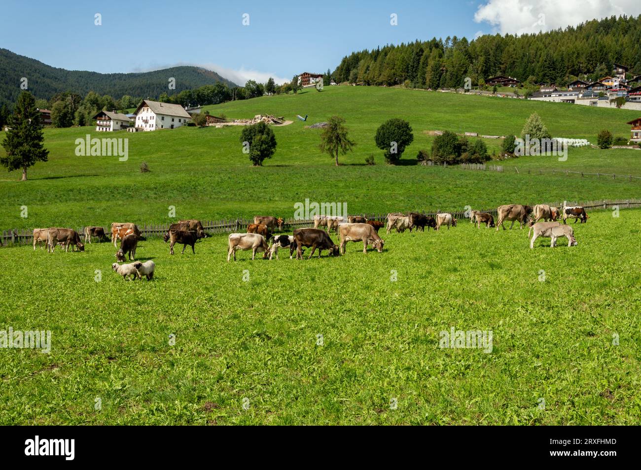 Herd of cows grazing on a farmland, Almabtrieb in Südtirol, Meransen ...
