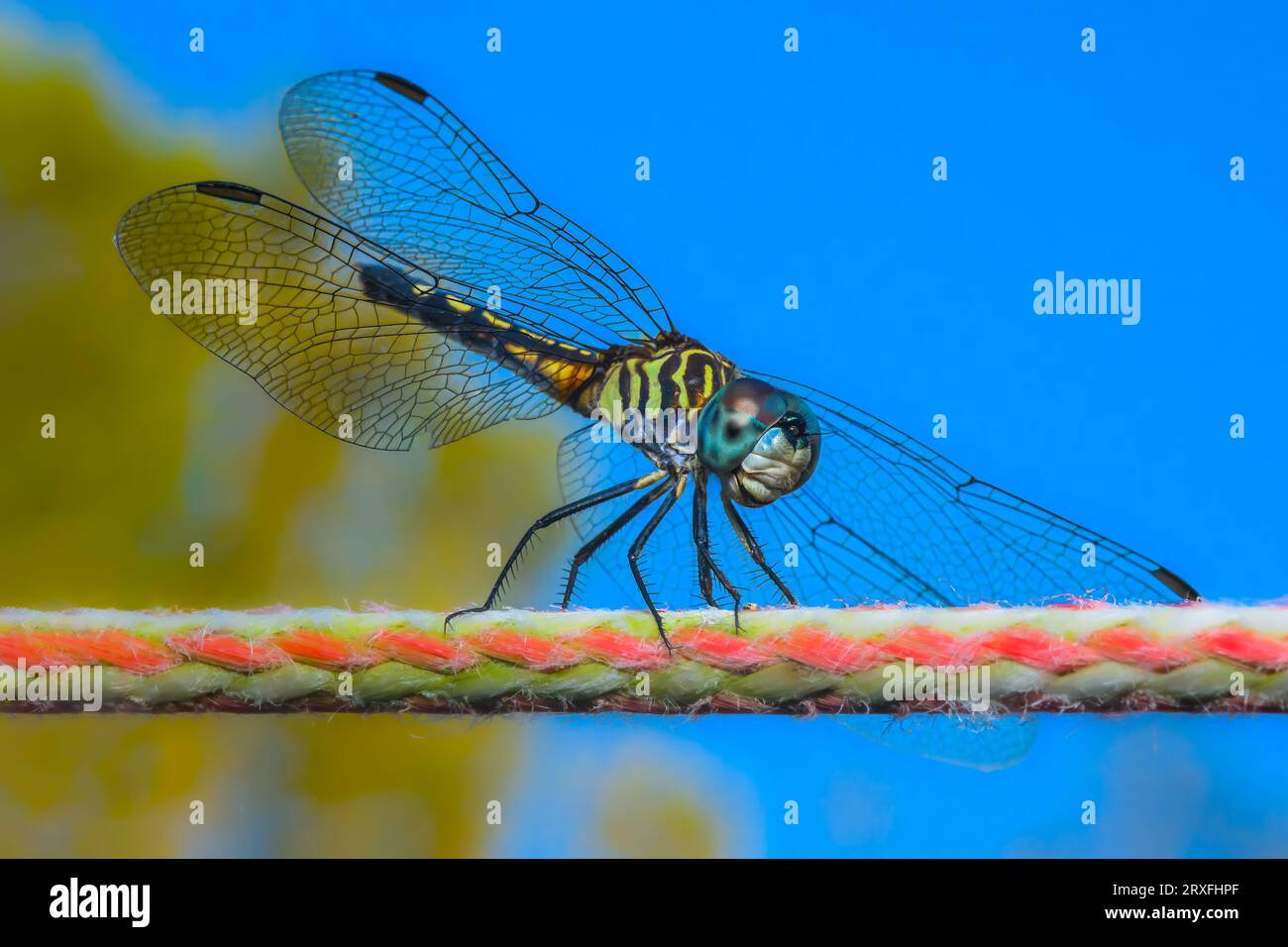 Dragonfly meaning symbolism hi-res stock photography and images - Alamy