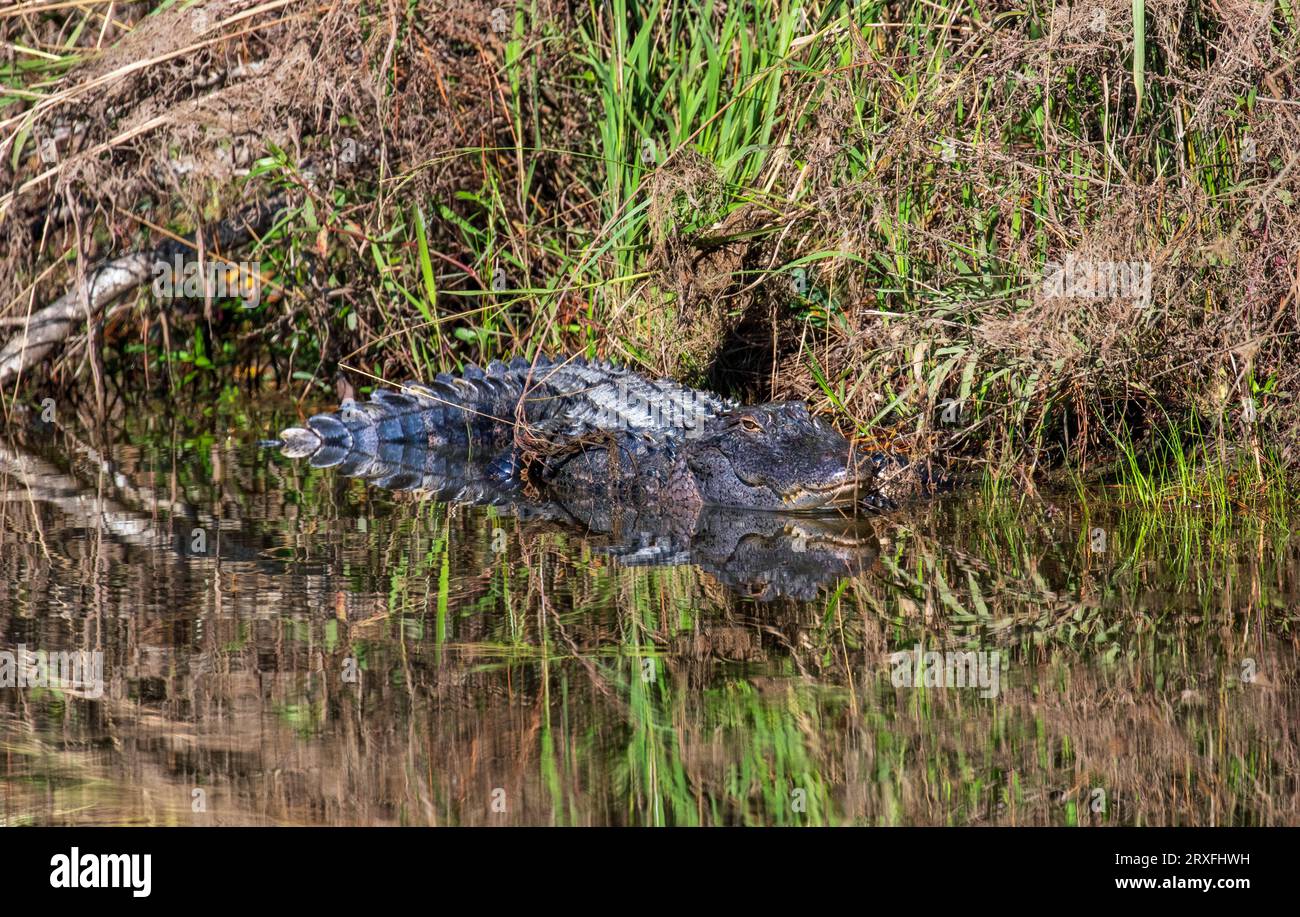 North Carolina Alligator in the water with a reflection Stock Photo - Alamy