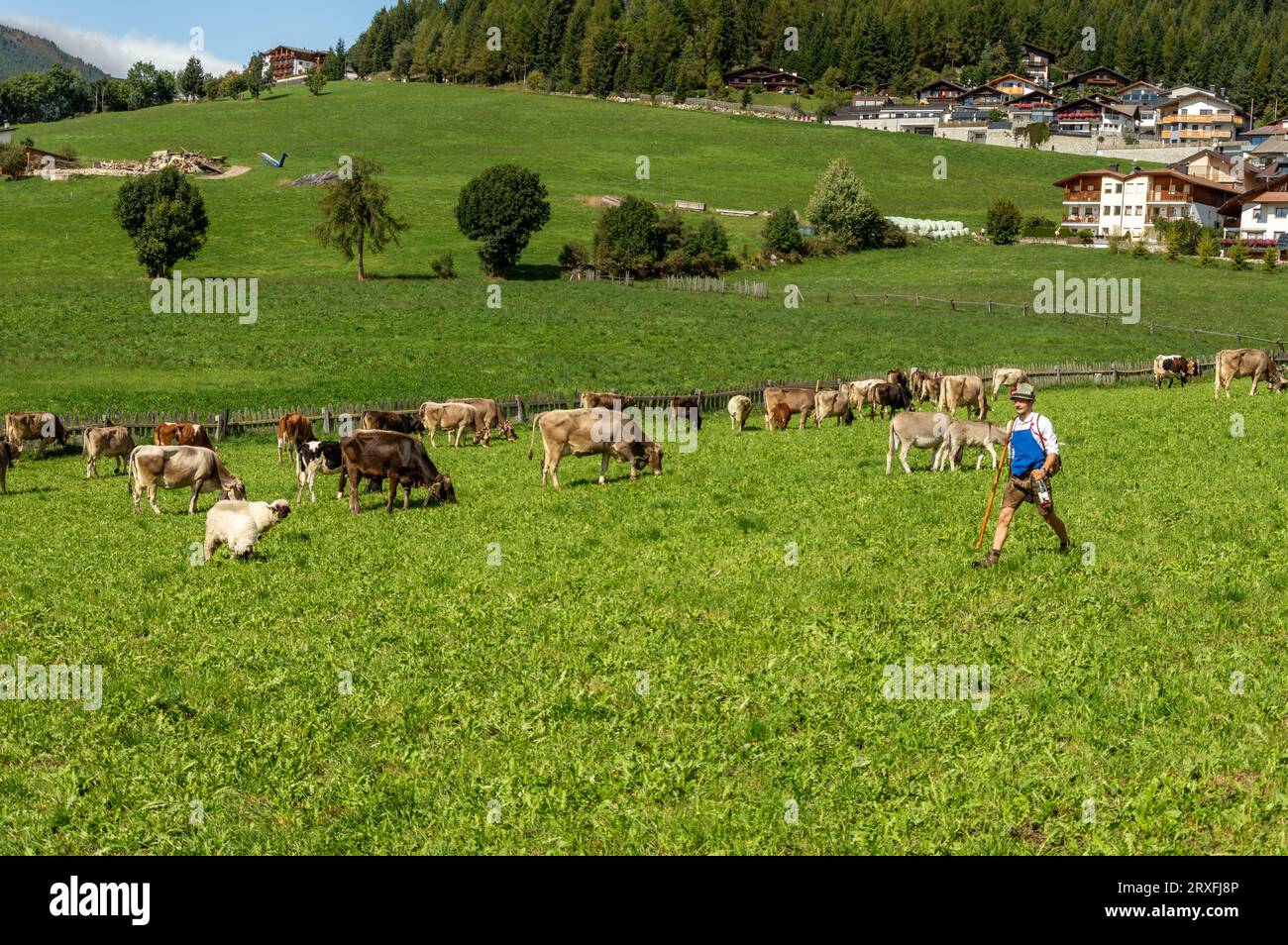 Herd of cows grazing on a farmland and a man, Almabtrieb in Südtirol ...
