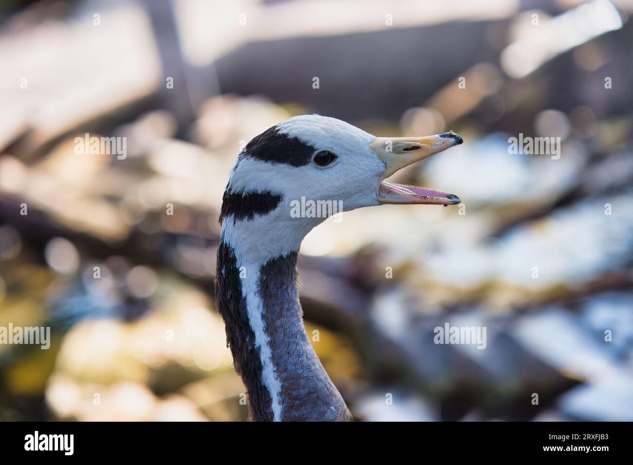 Jardine d'acclimatation, Closeup of the bar-headed goose is a goose ...