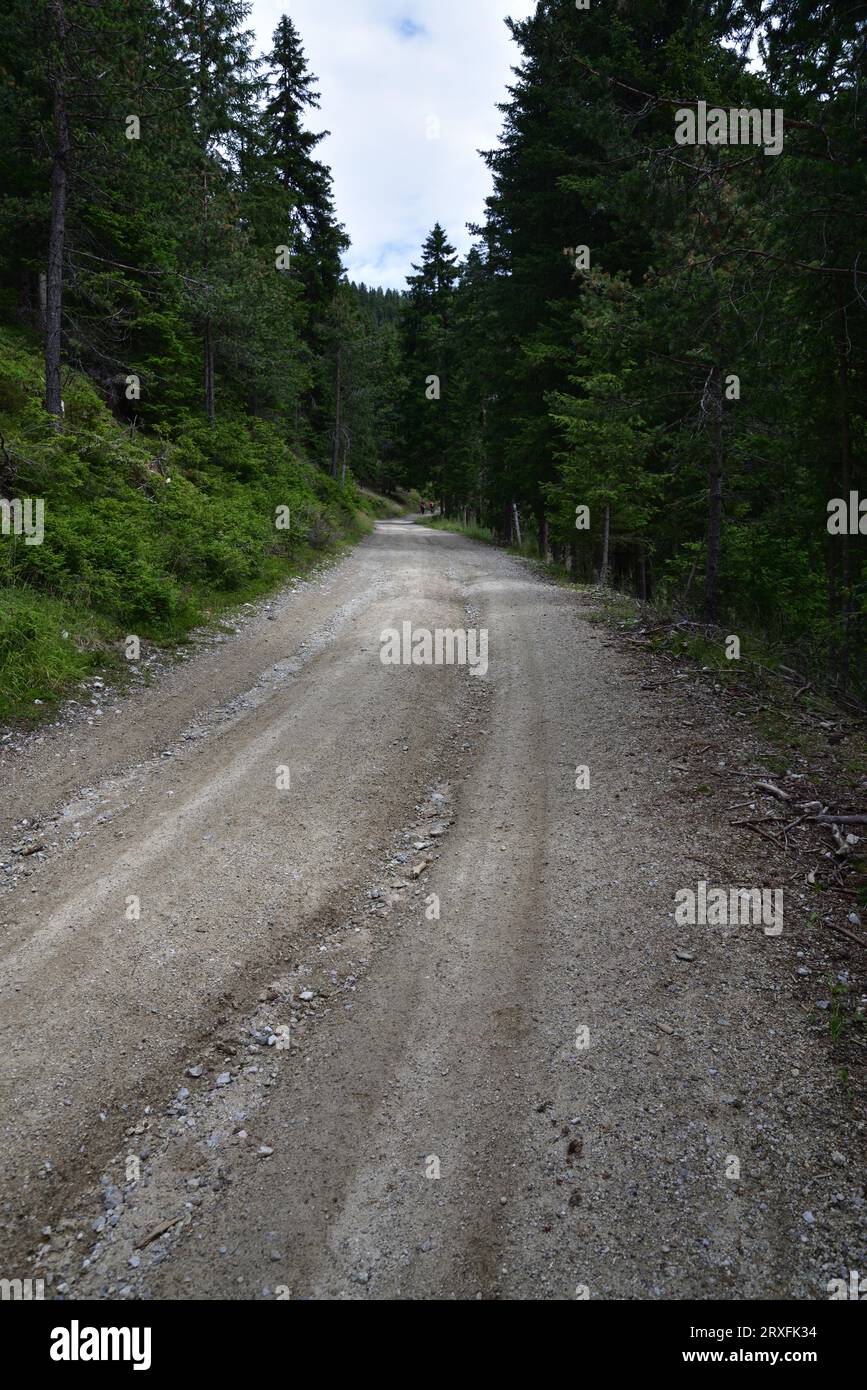 Forest dirt road, route entirely in the woods, after a two-hour walk ...