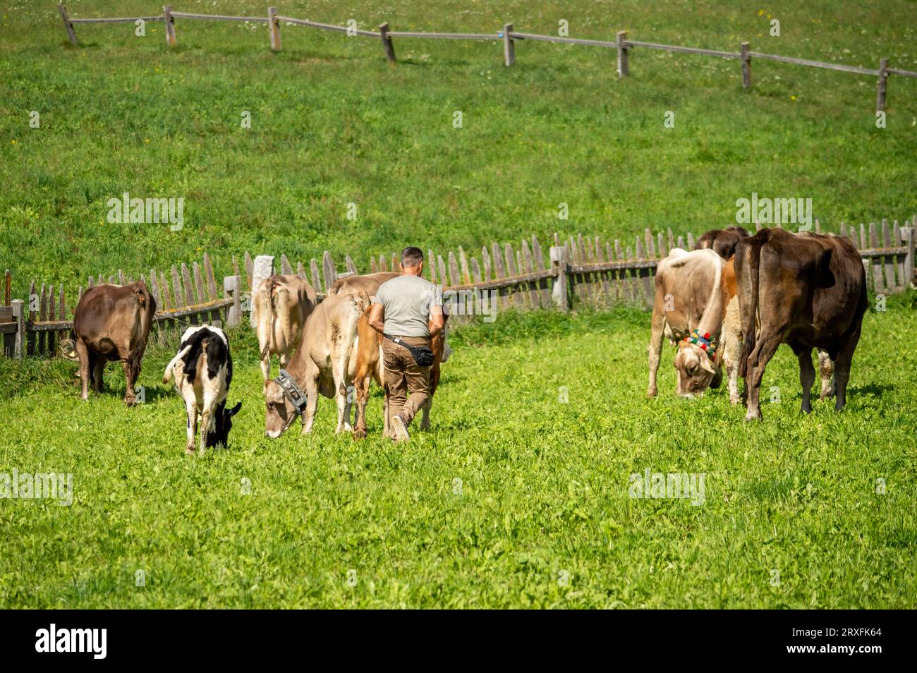 Herd of cows grazing on a farmland and a man, Almabtrieb in Südtirol ...