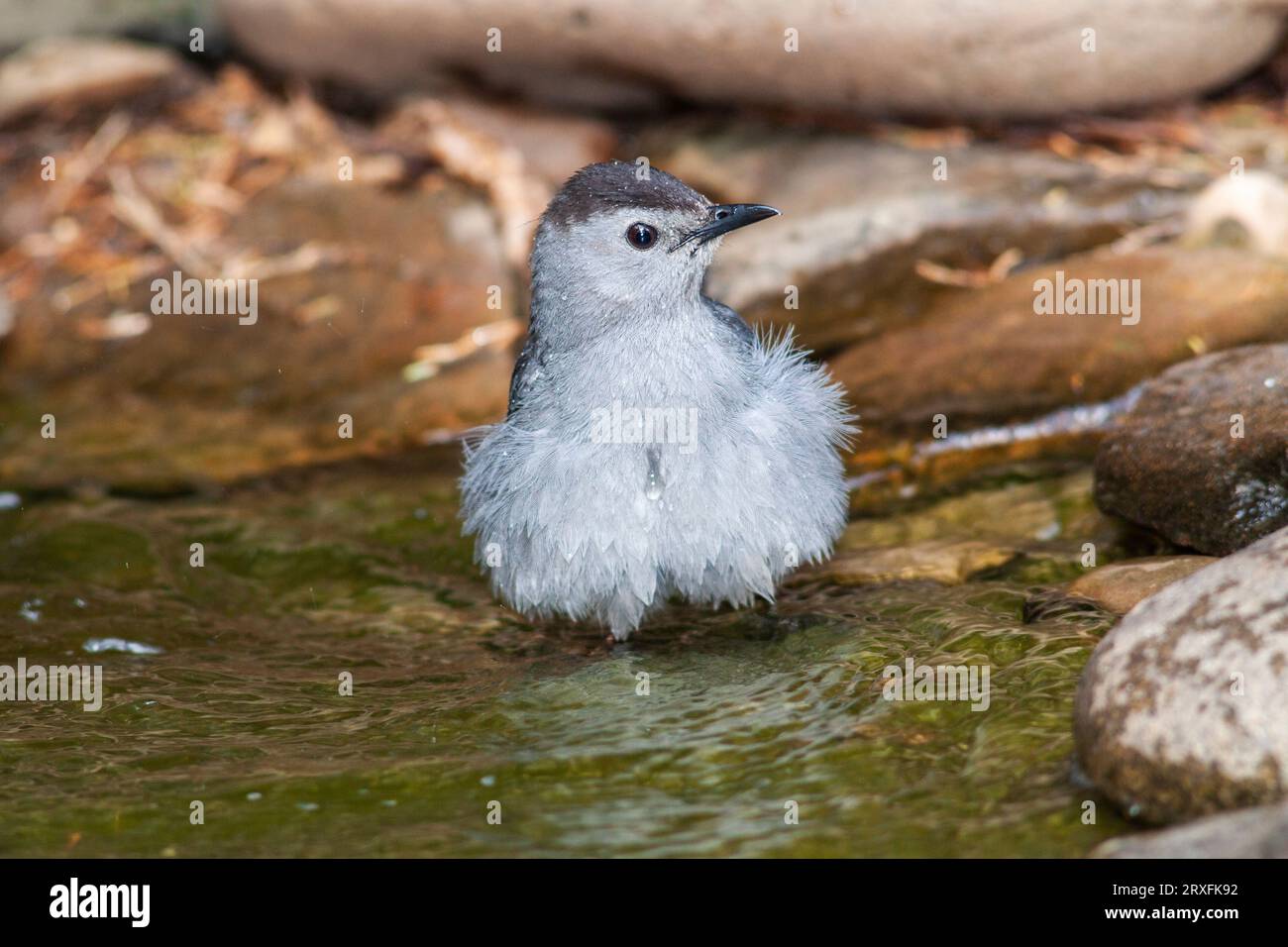 Gray Catbird, Dumetella carolinensis, taking a bath in a pond at ...