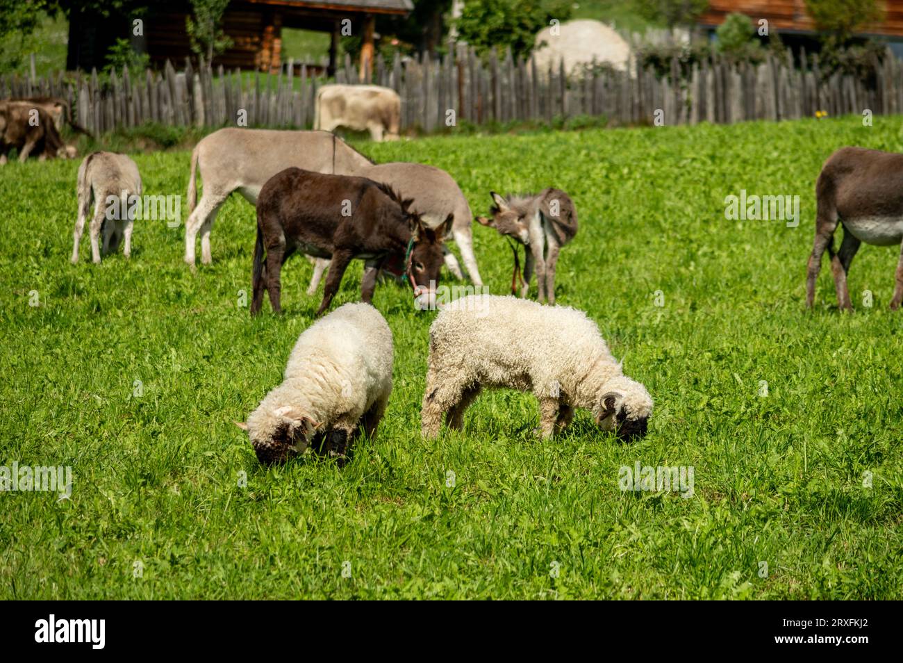 Donkeys and sheep grazing in a field hi-res stock photography and images - Alamy
