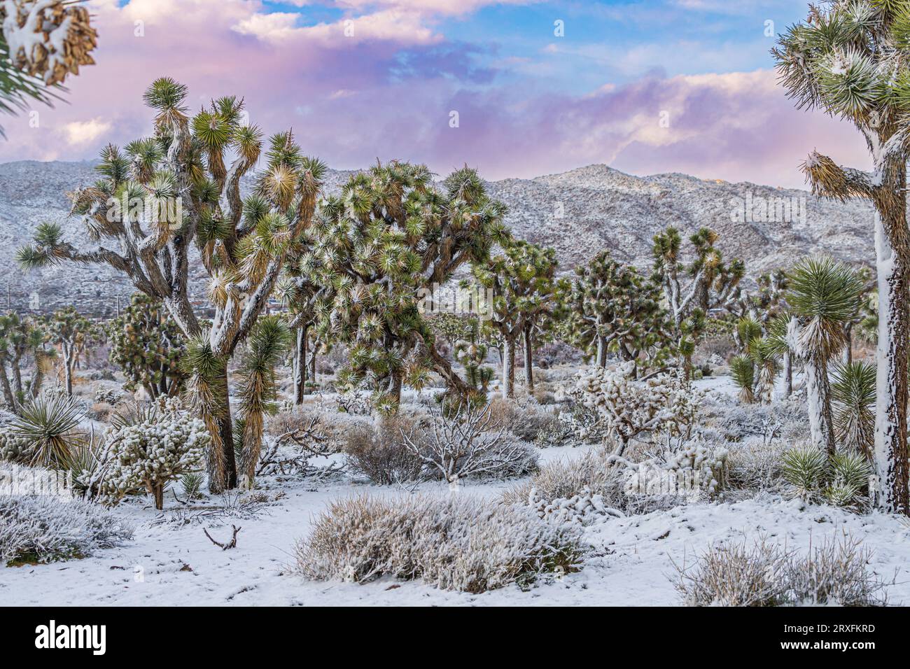Beautiful desert sunsets hi-res stock photography and images - Alamy