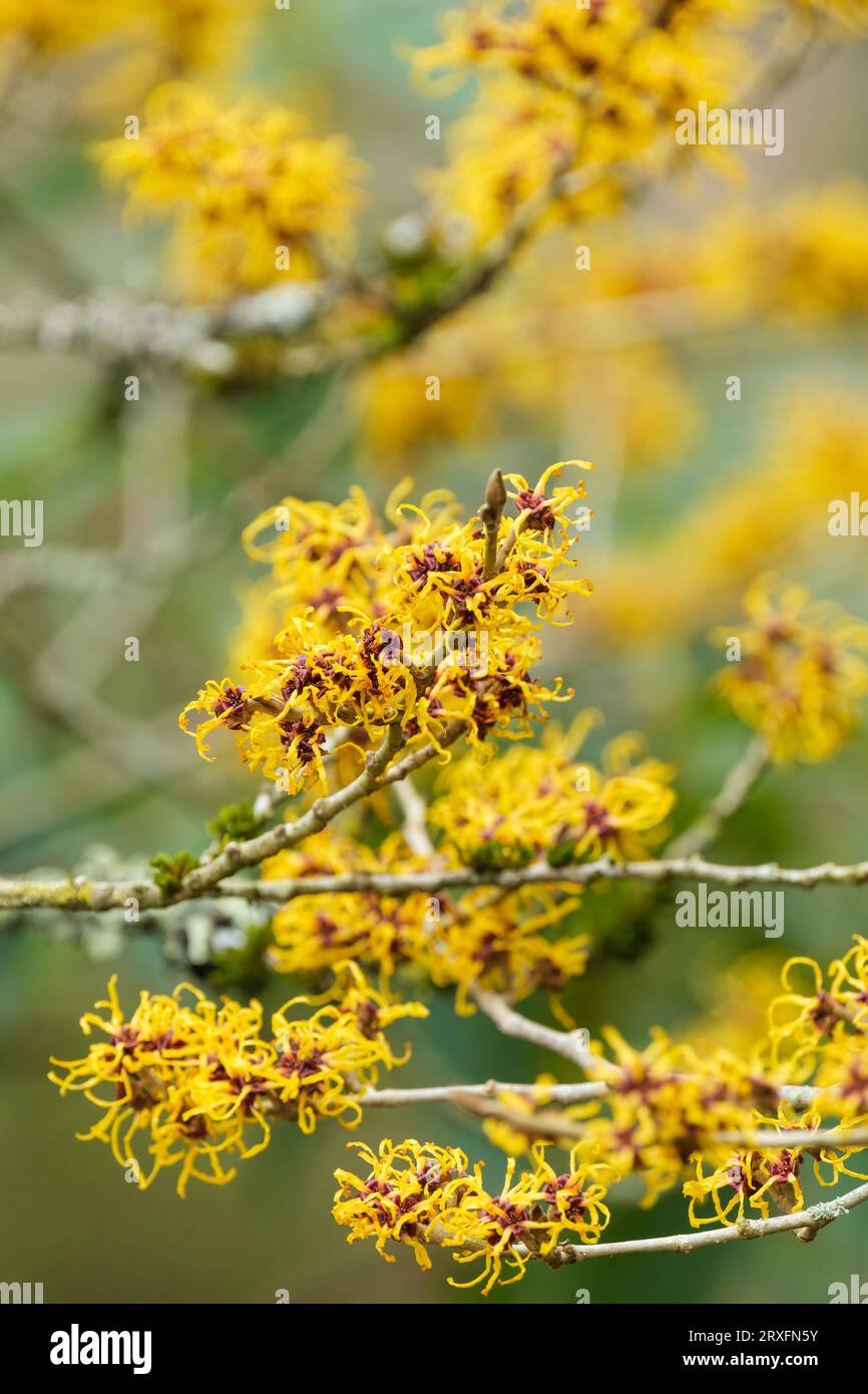 Chinese witch hazel, Hamamelis mollis Nymans, end January, Witch Hazel ...