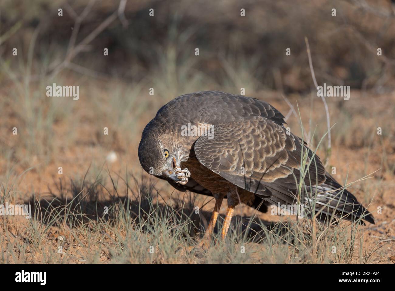 Juvenile pale chanting goshawk (Melierax canorus) eating young puff ...