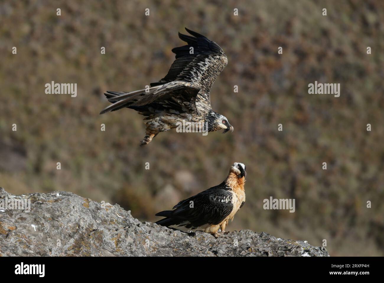 Bearded vultures (Gypaetus barbatus) subadult (flying) and adult, Giant ...
