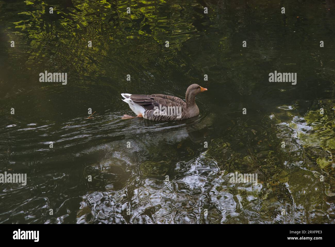 Toulouse geese in a river hi-res stock photography and images - Alamy