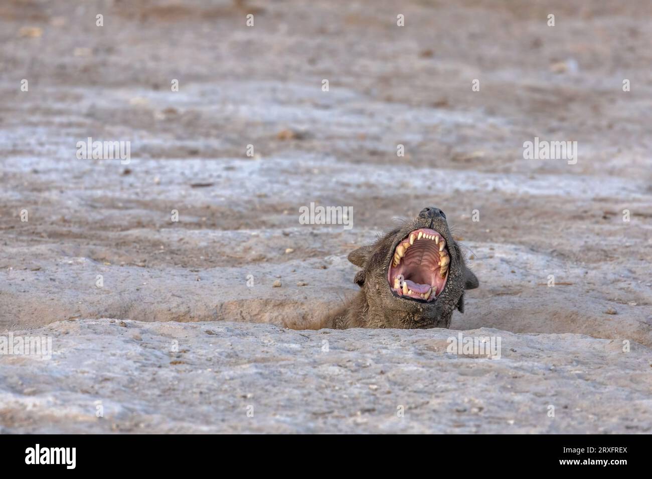 Spotted hyena (Crocuta crocuta) yawning, Amboseli national park, Kenya ...