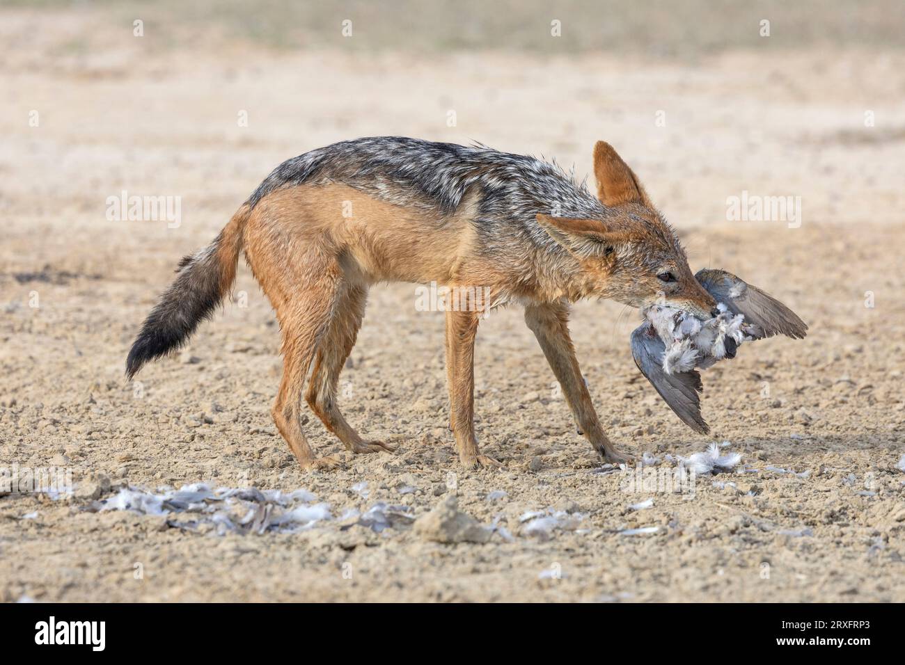 Black-backed jackal (Lupulella mesomelas) with Cape turtle dove ...
