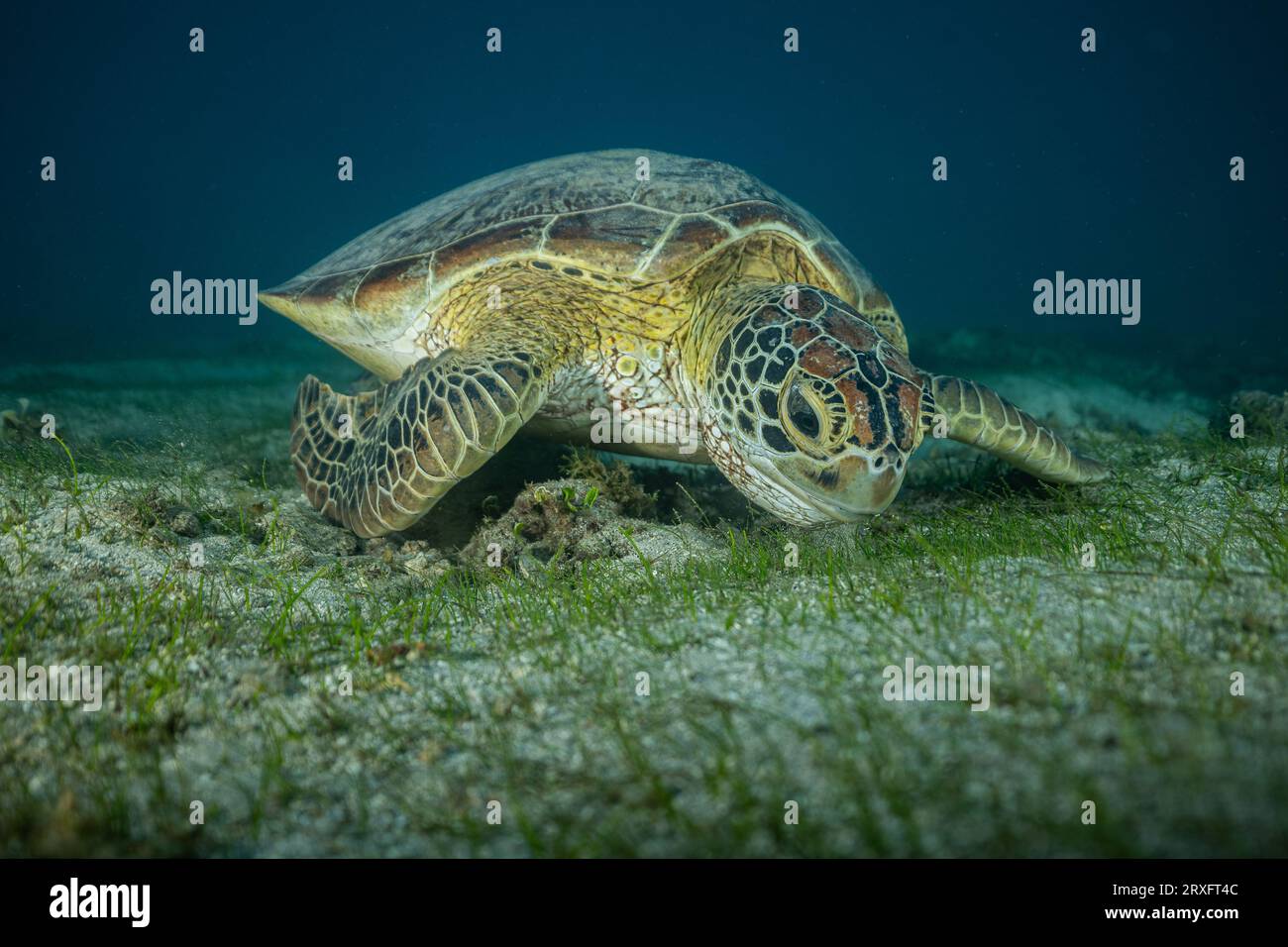 Green turtle swimming on the Ngouja Beach Mayotte Indian Ocean Stock ...