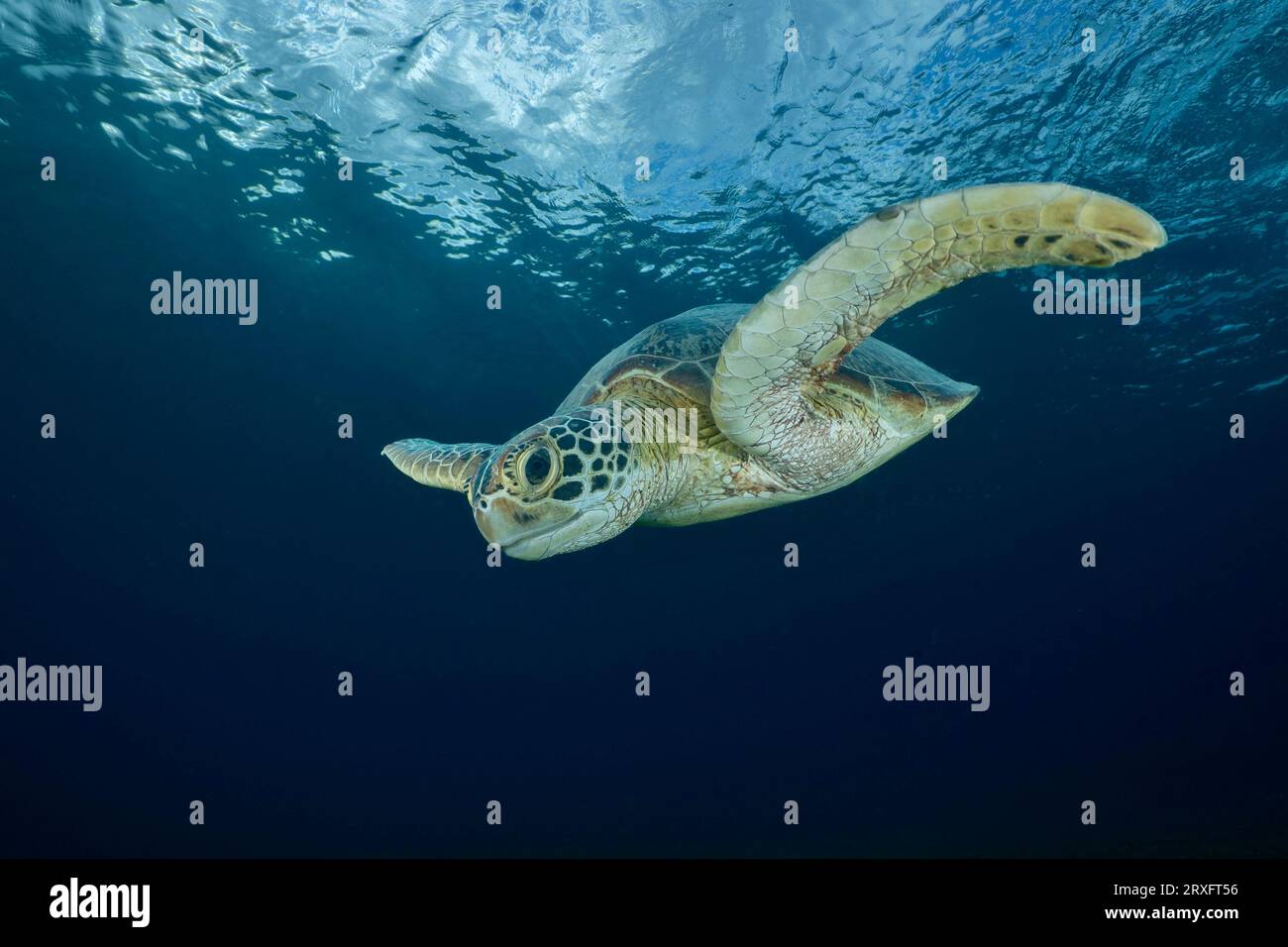 Green turtle swimming on the Ngouja Beach Mayotte Indian Ocean Stock ...