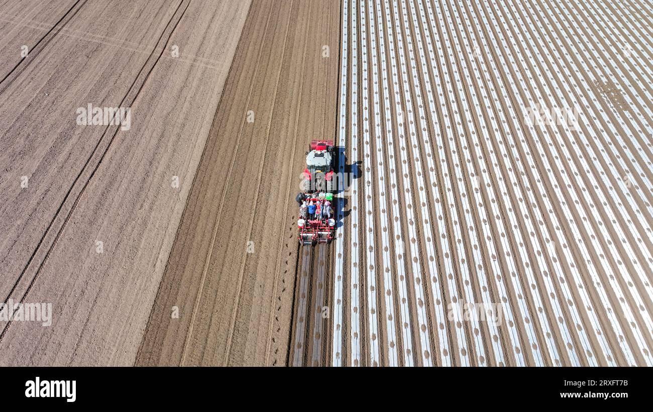 Farmers use planters to grow potatoes in the fields, North China Stock ...