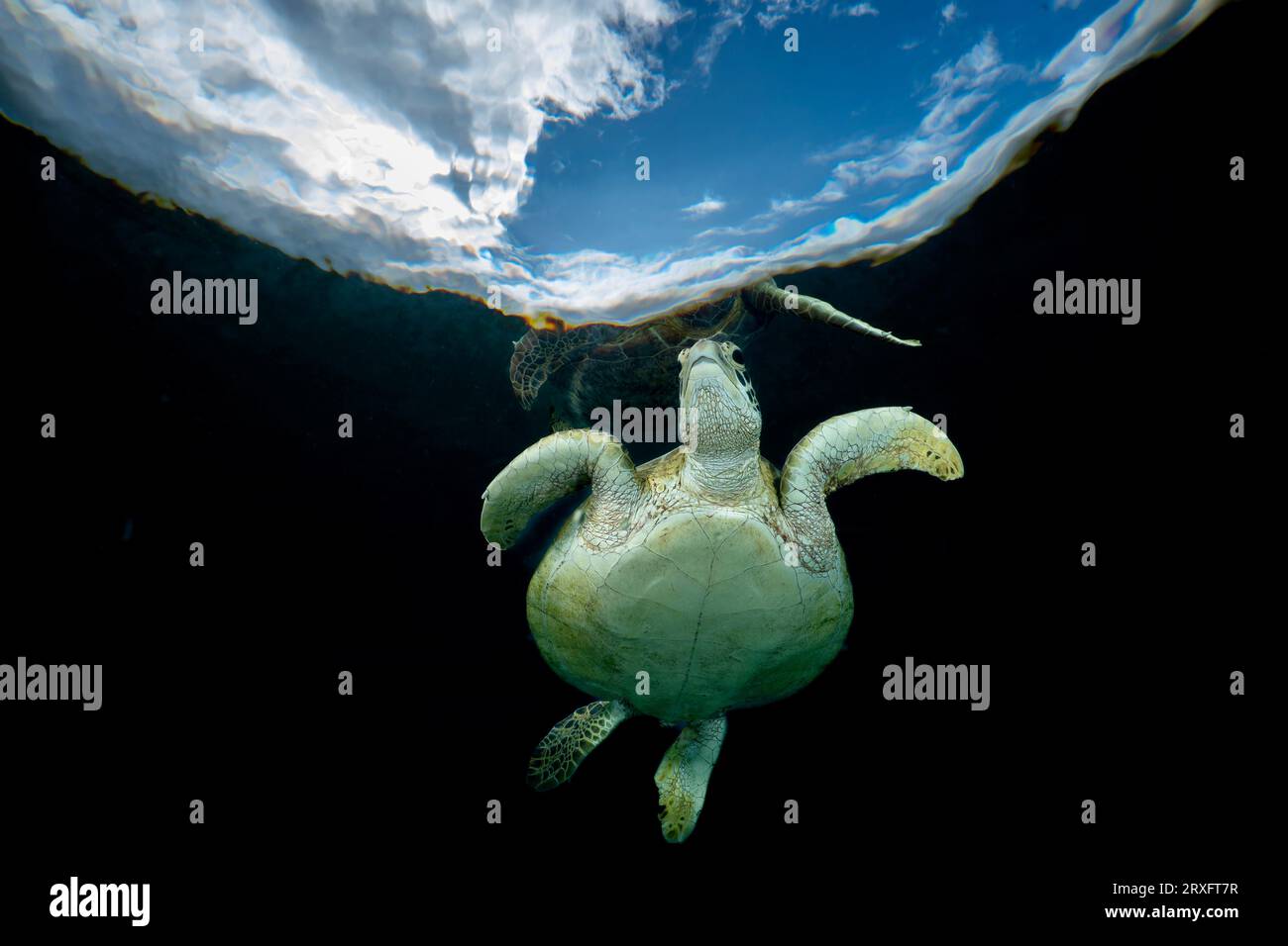 Green turtle swimming on the Ngouja Beach Mayotte Indian Ocean Stock ...